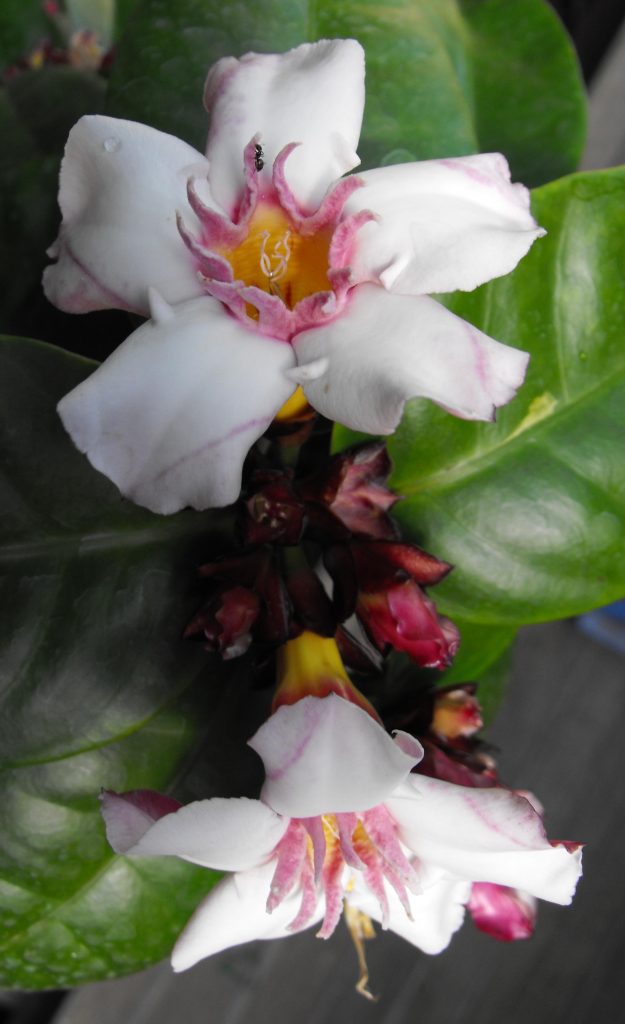 CLIMBING OLEANDA – Strophanthus gratis 125mm Rare | Weslor Flowers ...
