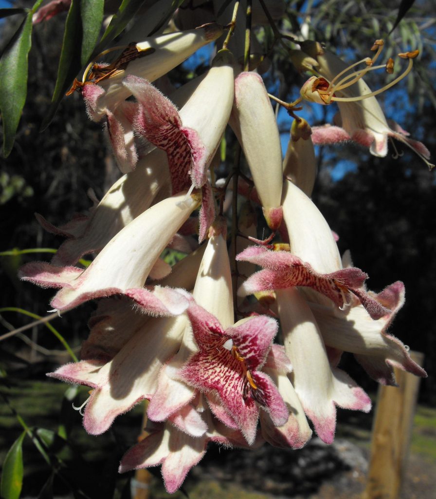 ‘THEODORE’ Pandorea pandorana 125mm RARE! | Weslor Flowers Plant Nursery