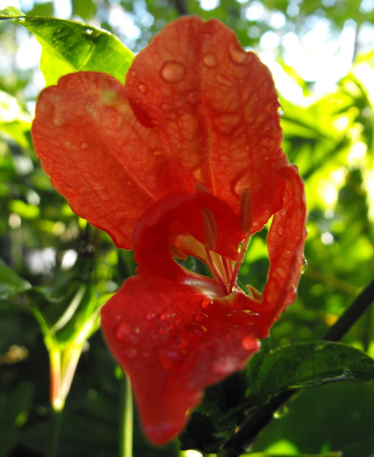 RED RUELLIA – Ruellia affinis 125mm pot rare. | Weslor Flowers Plant ...