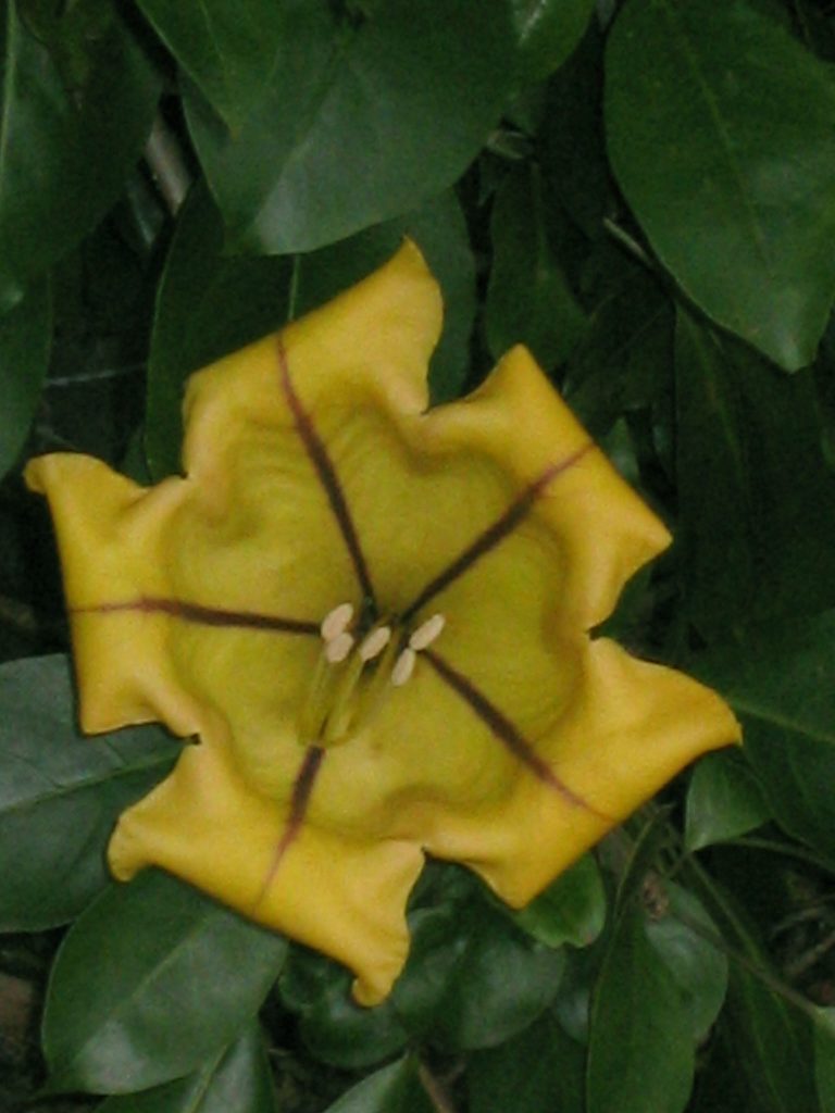 CUP OF GOLD- Solandra maxima 140mm pot | Weslor Flowers Plant Nursery