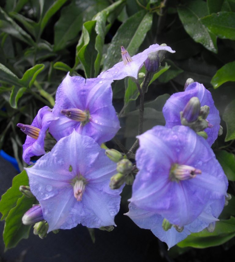 COSTA RICA NIGHTSHADE – Solanum wendlandii 140mm pot | Weslor Flowers ...