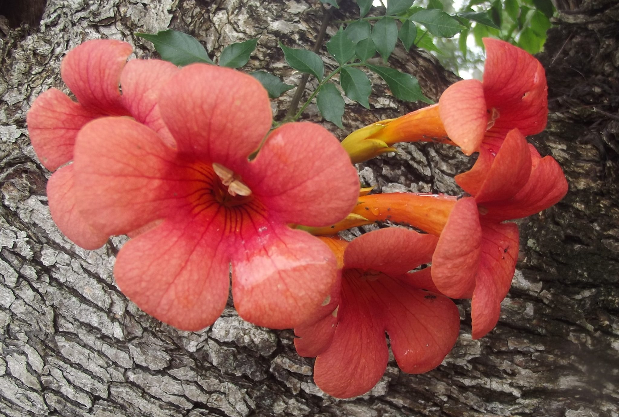 MADAM GALEN – Campsis x tagliabuana 125 mm pot | Weslor Flowers Plant ...